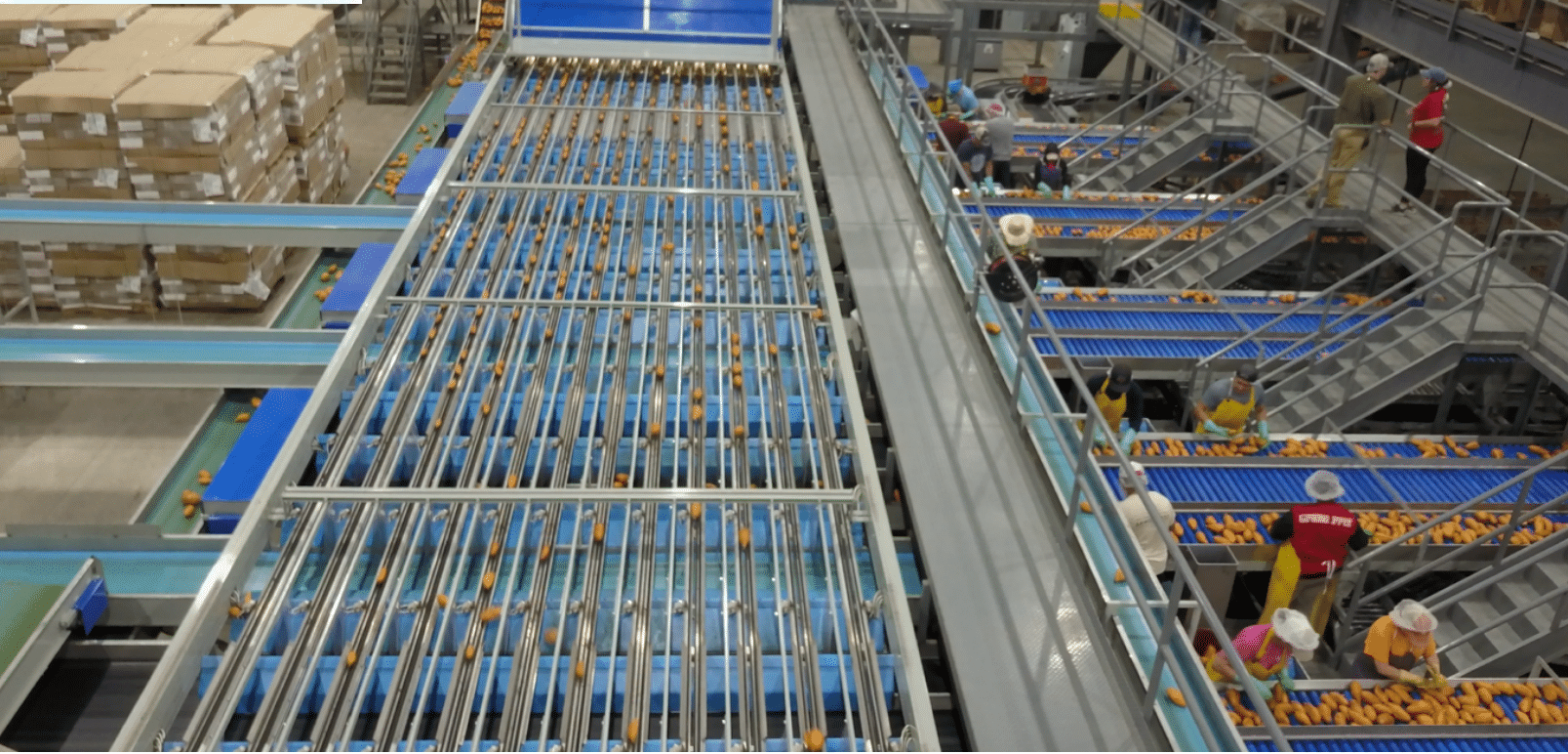 Optical Sorting | Electronic Sizing Sidewinder | HJV Engineering