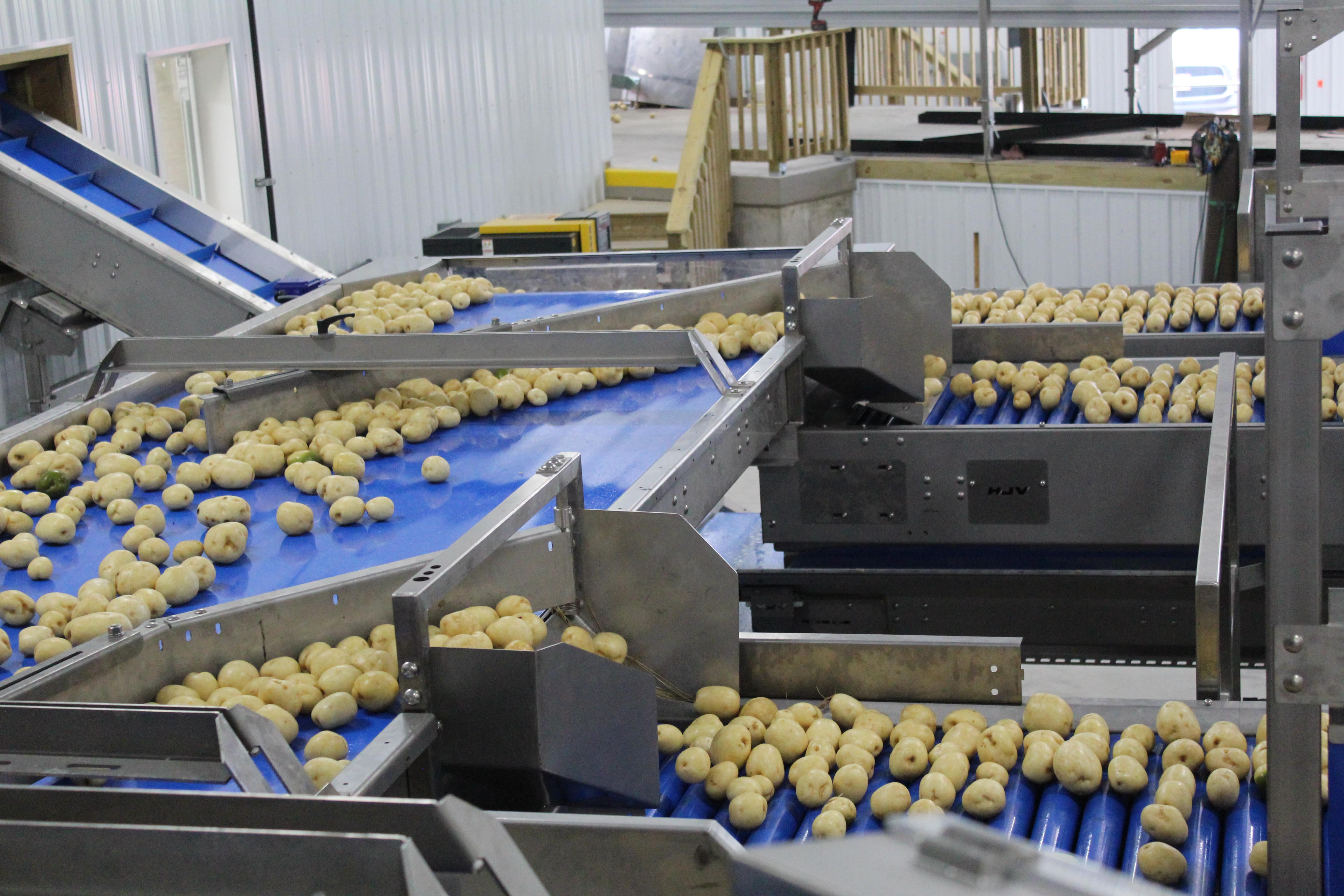 Roller Inspection Table | HJV Engineering | Crop Sorting | Food Processing