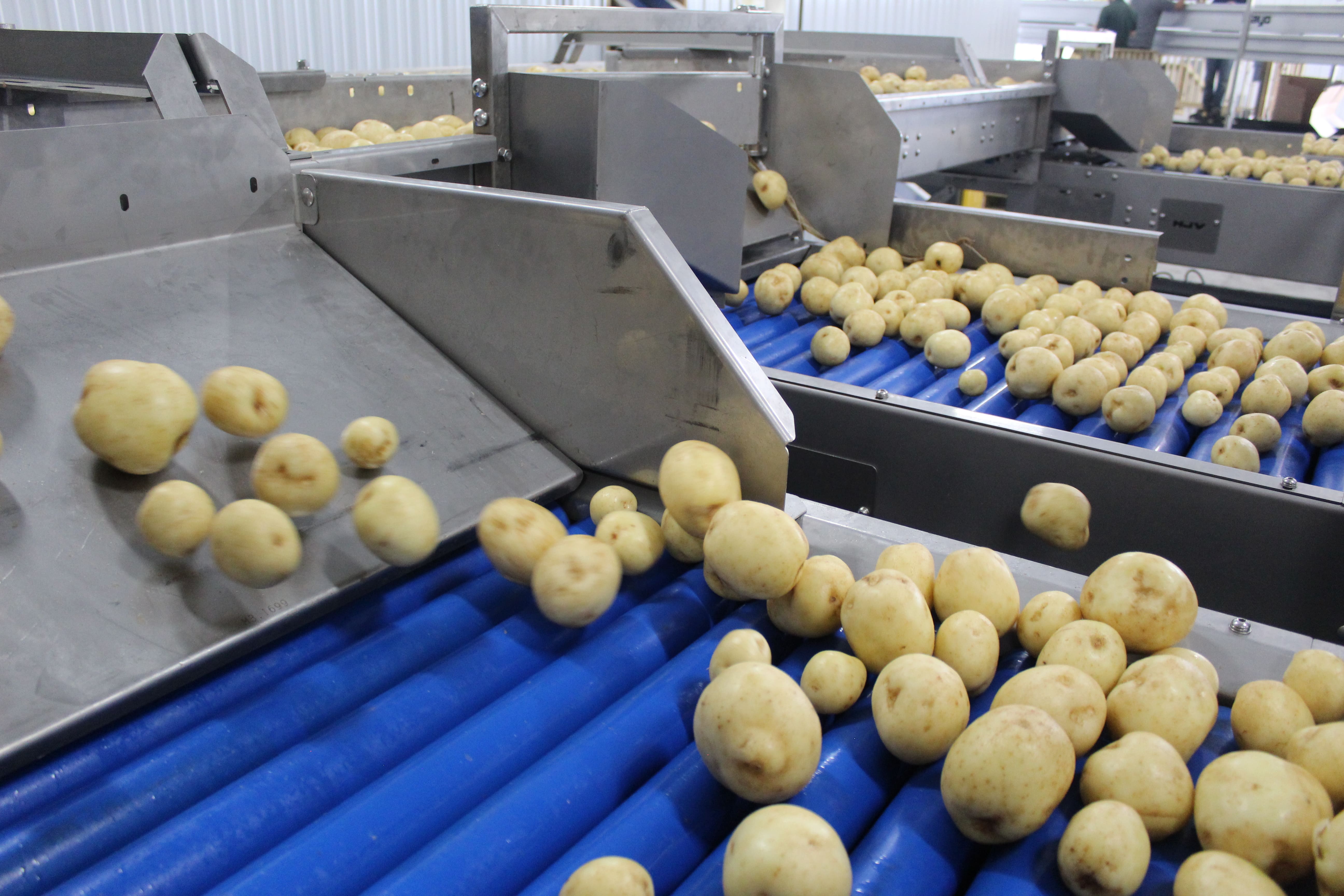 Roller Inspection Table | HJV Engineering | Crop Sorting | Food Processing