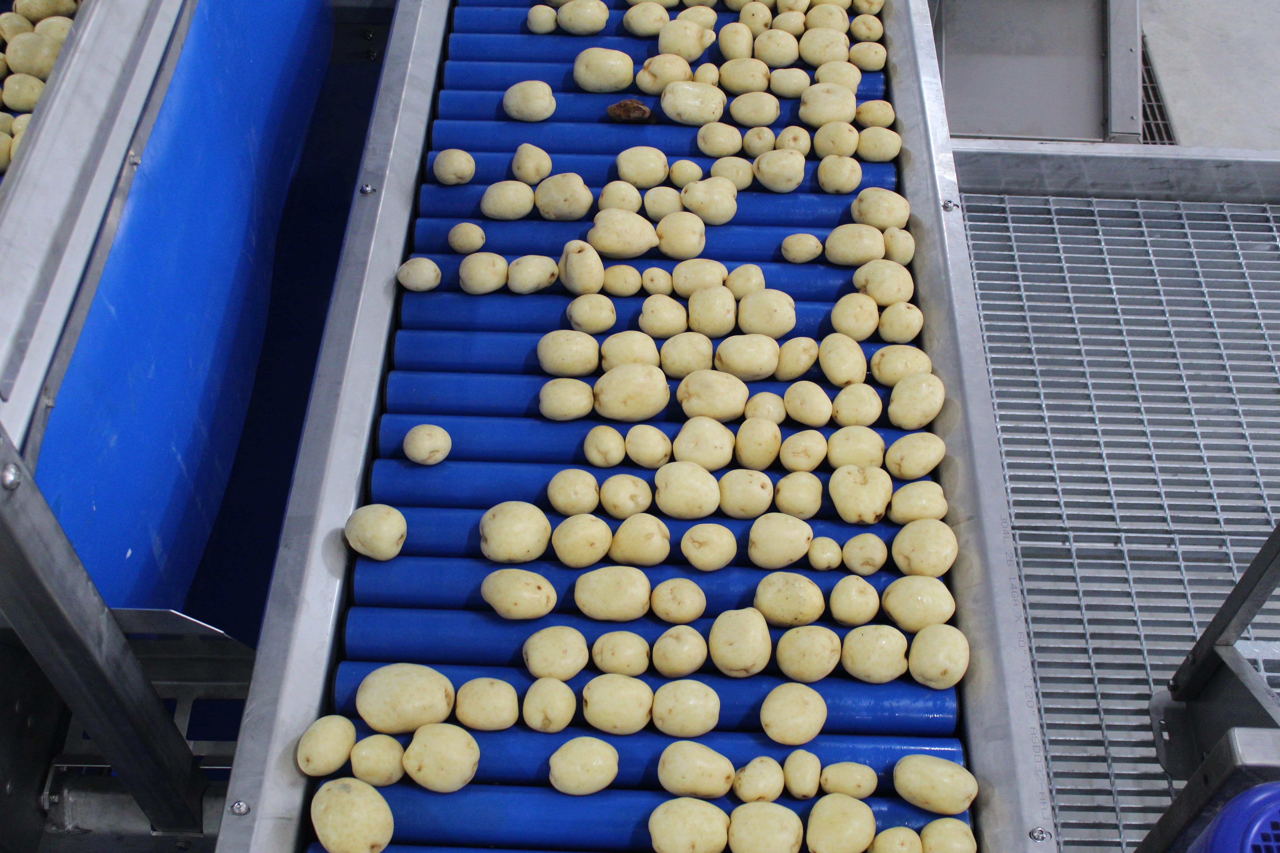 Roller Inspection Table | HJV Engineering | Crop Sorting | Food Processing